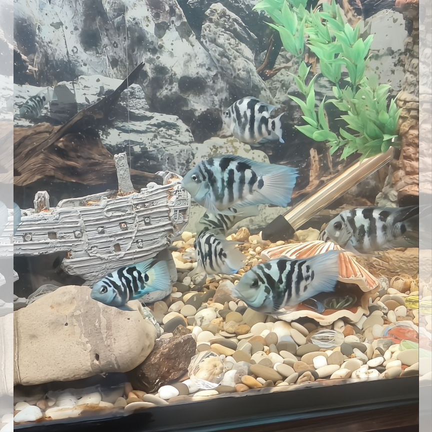 Сапфировый попугай(цихлиды)