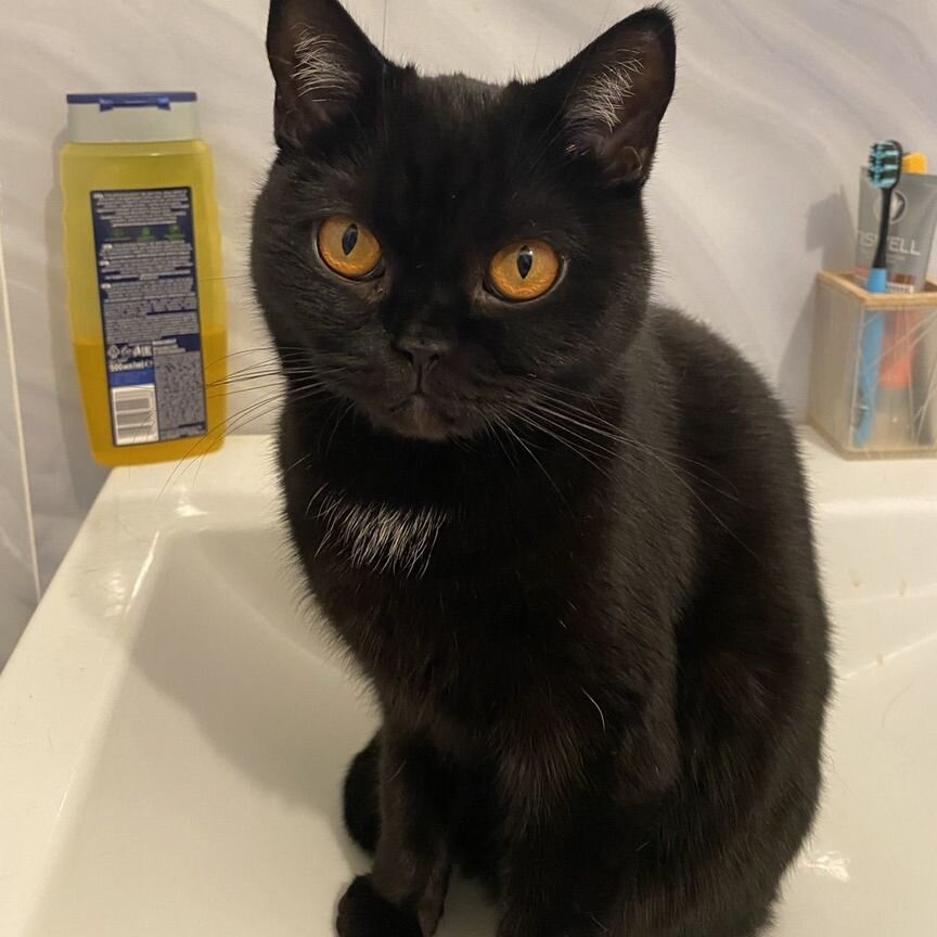 Британская короткошёрстная, взрослая кошка