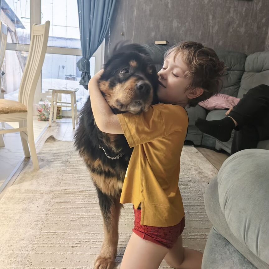 Тибетский мастиф