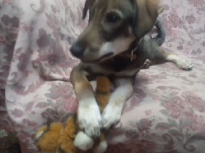 Щенок в добрые руки