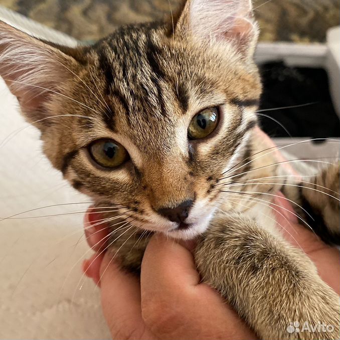 Котенок (милая кошечка)
