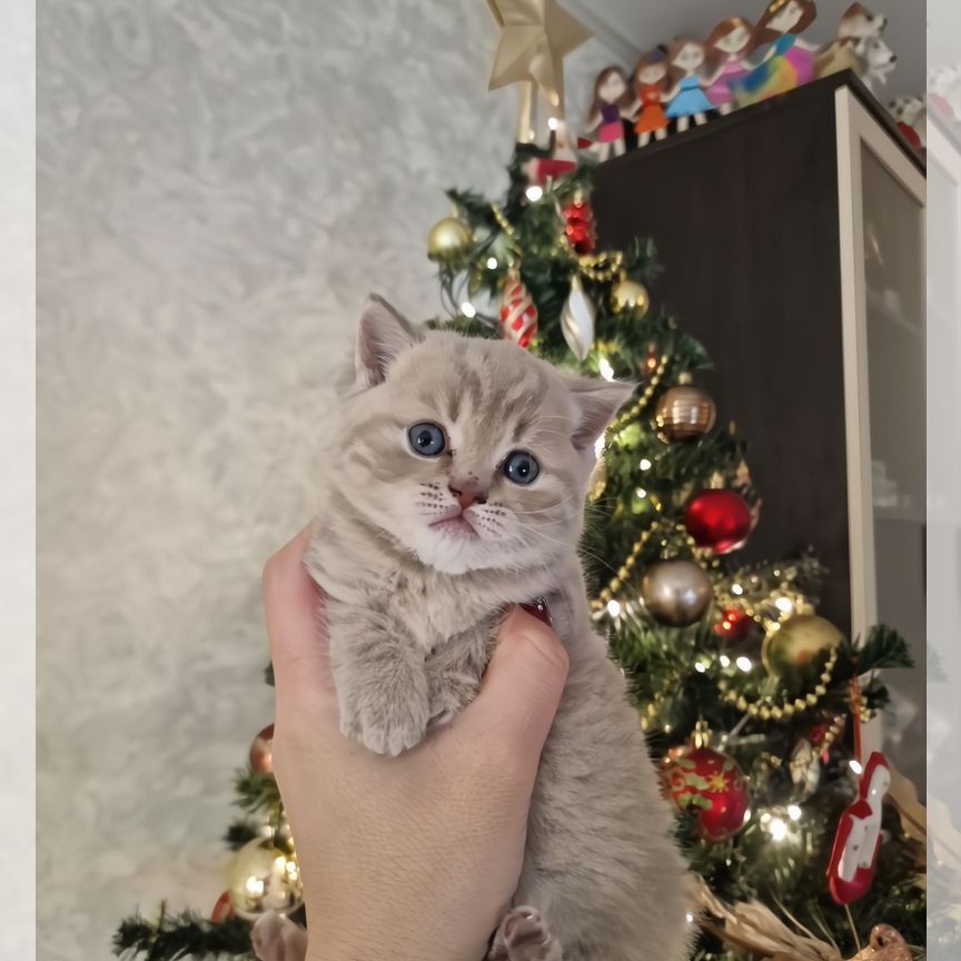 Шотландский прямоухий короткошёрстный котёнок