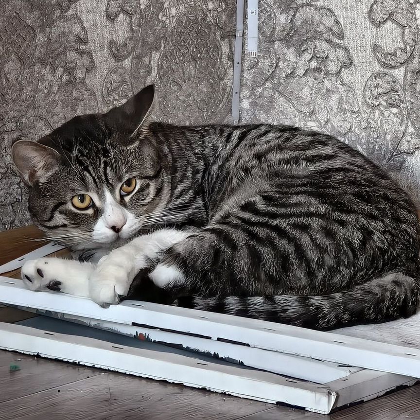 Взрослый кот в добрые руки