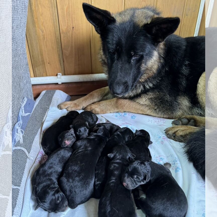 Продам щенков немецкой овчарки