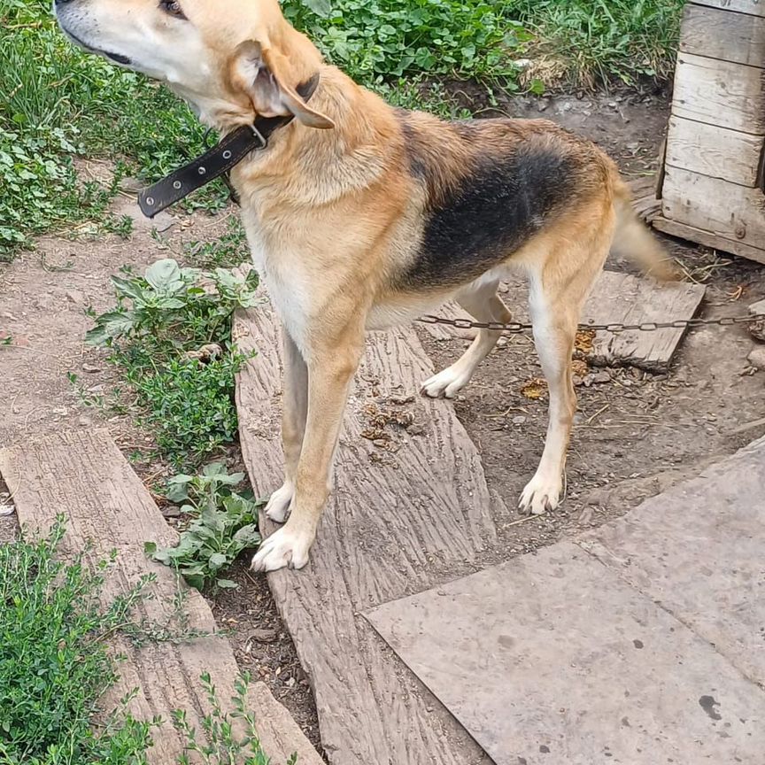 Русская гончая