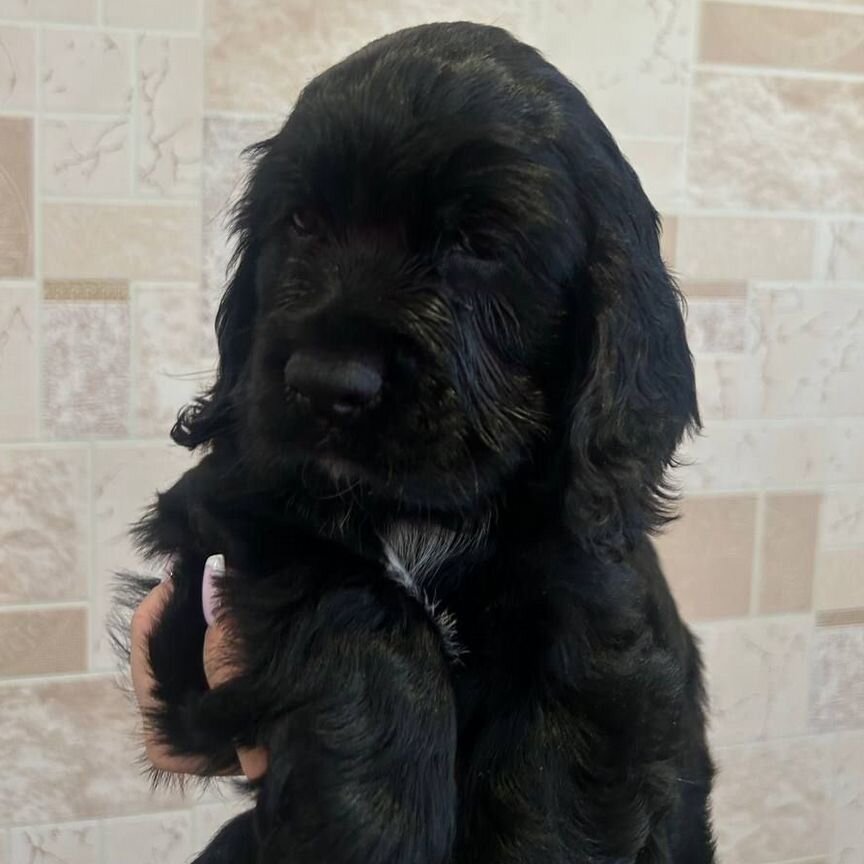 Кокер спаниель, щенок