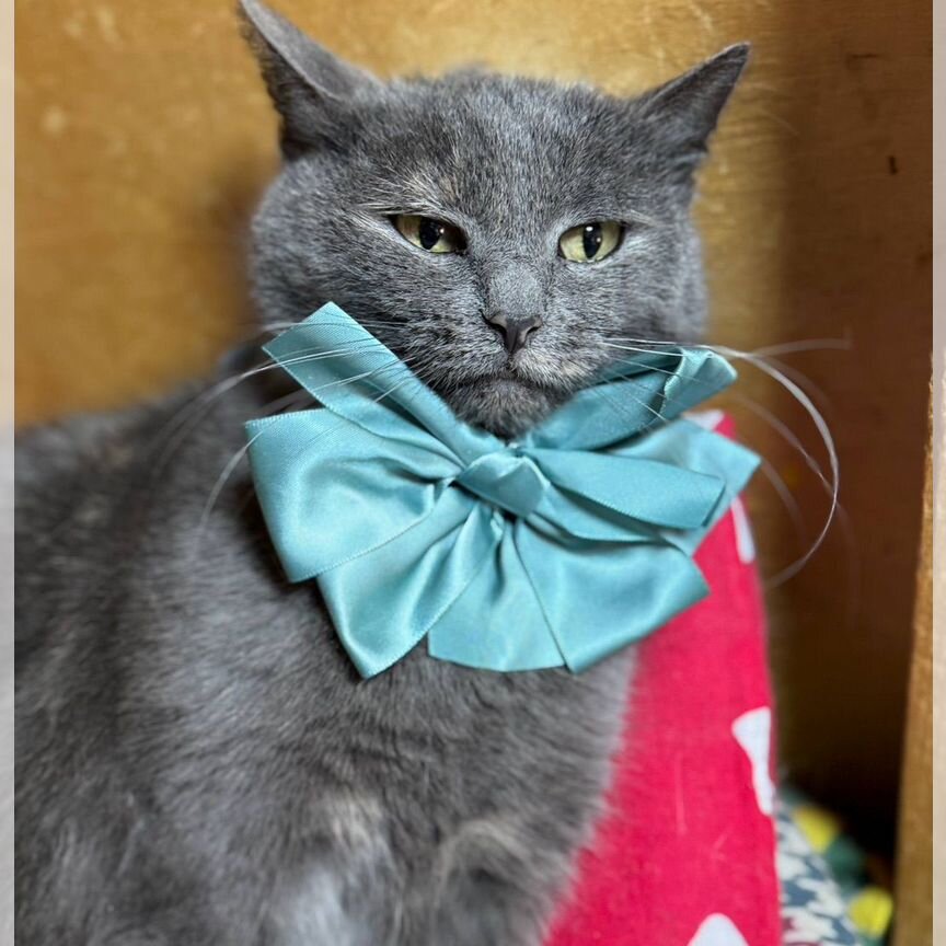 Британская короткошёрстная, взрослая кошка