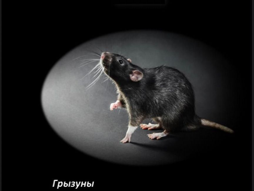 Корм для крыс/хомяков/свинок/лакомство для собак