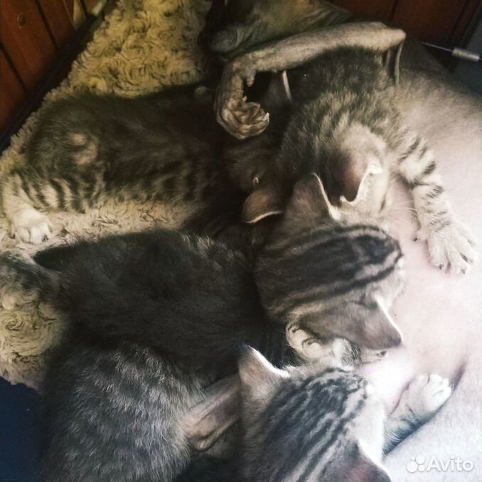 Котята (мама Канадский сфинкс, папа Шотландец)