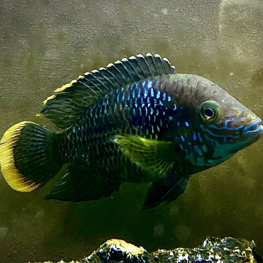 Акара бирюзовая самец