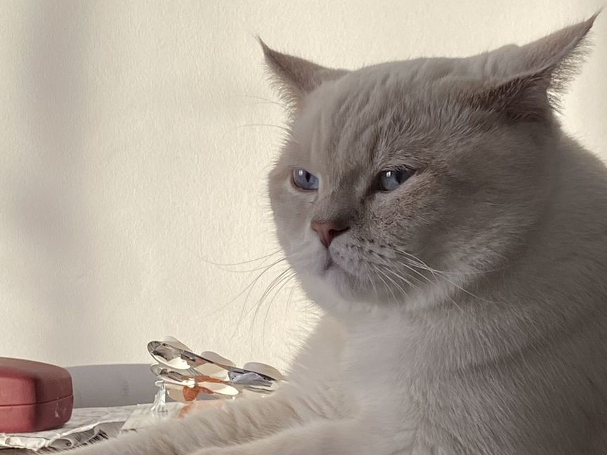 Британский кот