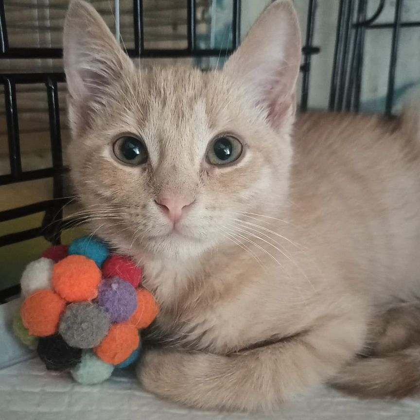 Рыжий котенок 3 месяца