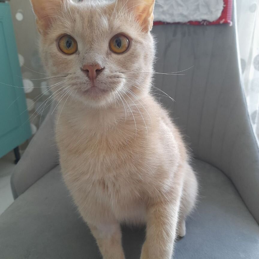 Кошки в добрые руки бесплатно