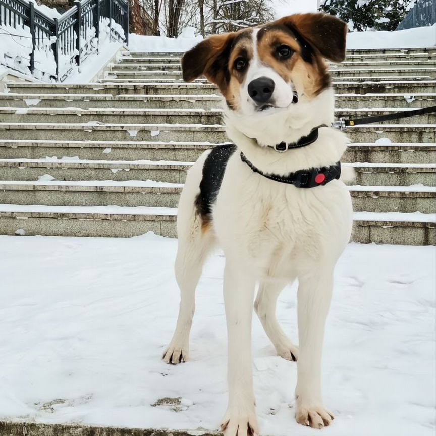 Щенок в добрые руки