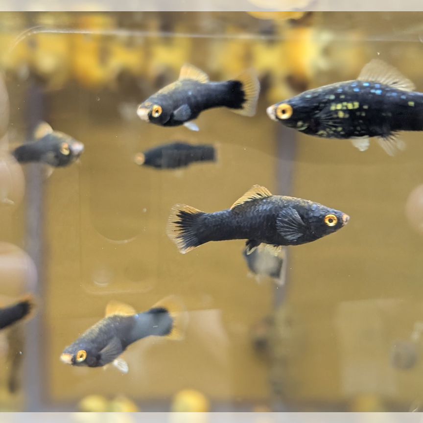 Меченосцы в ассортименте на Гарибальди