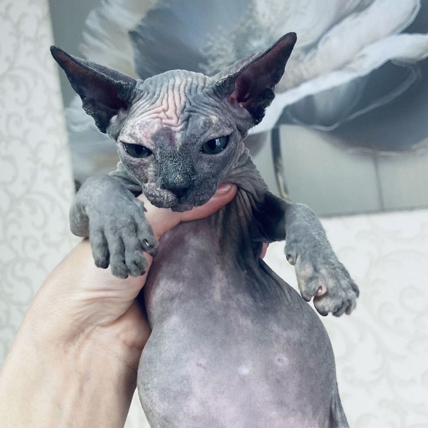 Канадский сфинкс котёнок