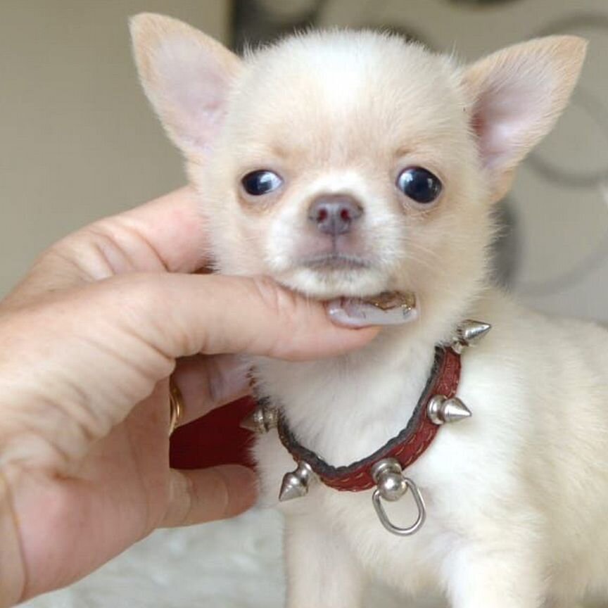 Чихуахуа кукольный мини мальчик