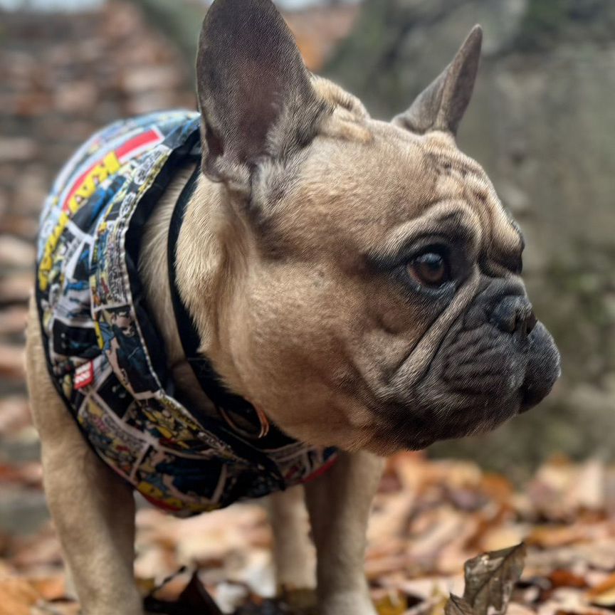 Вязка собак