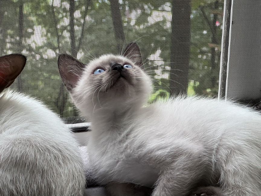 Тайские котята