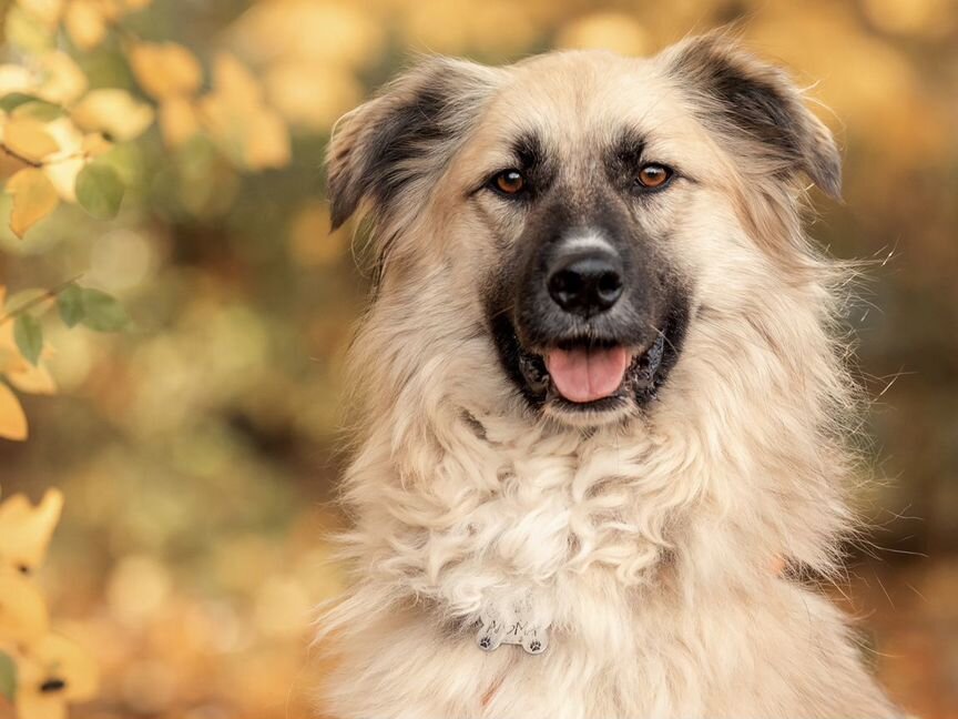 Роскошная Альма ищет дом