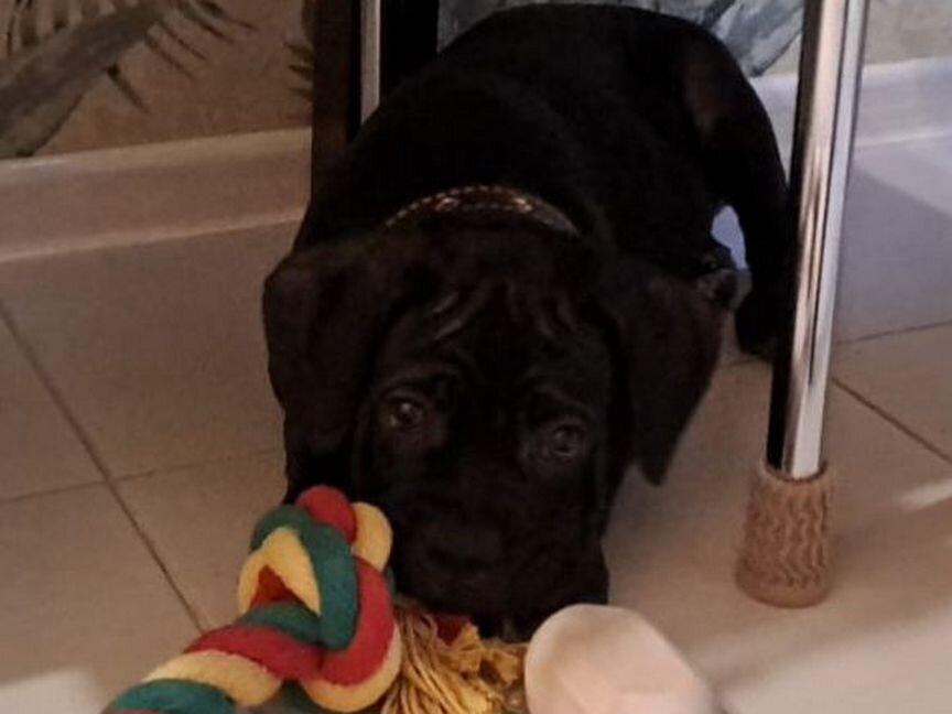 Девочка кане корсо