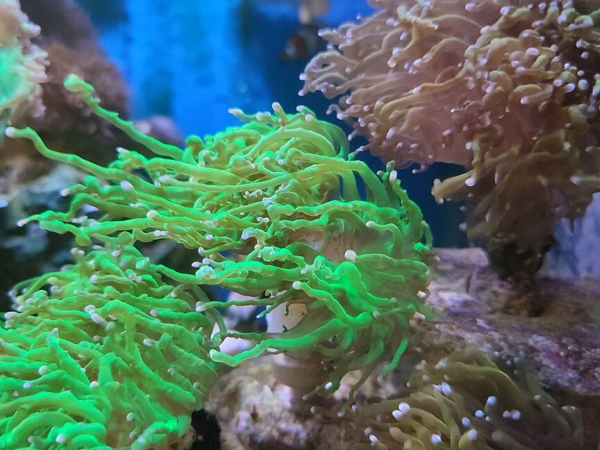 Морские кораллы,эуфиллии, зоантусы