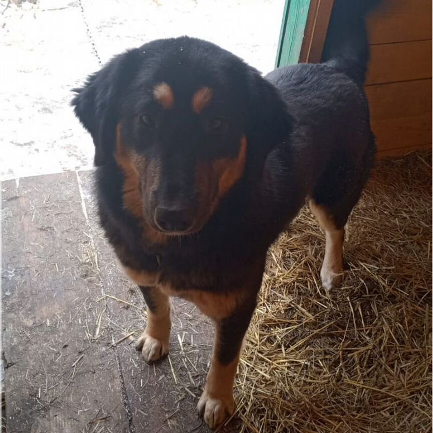 Девочка Монгол Банхар