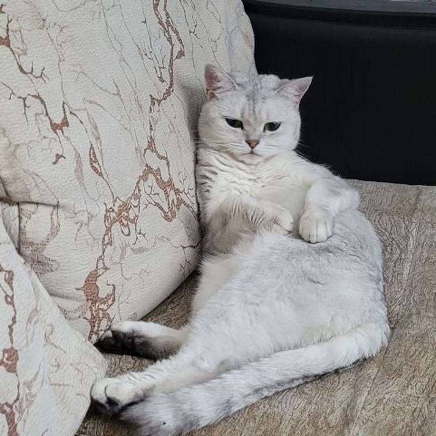 Шотландская вислоухая короткошёрстная, взрослая кошка