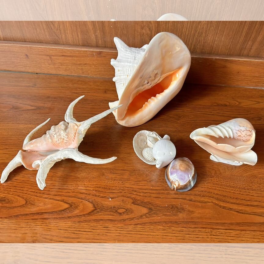Морские раковины ракушки
