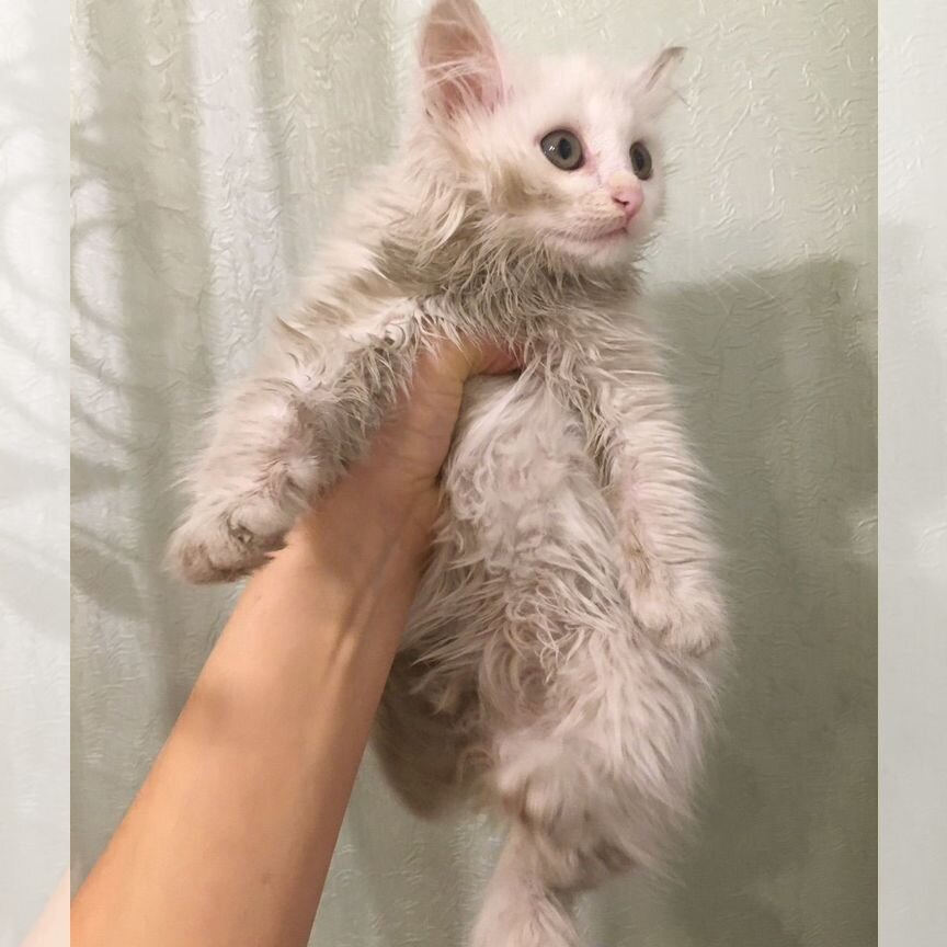 2 белых котёнка отдам