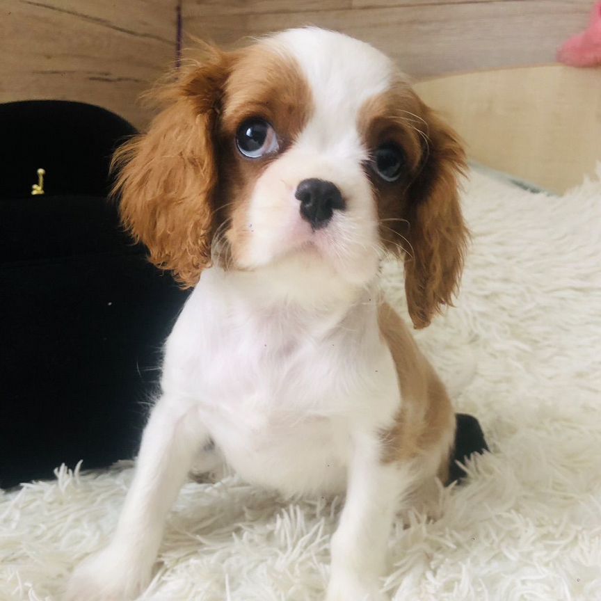 Кавалер кинг-чарльз-спаниель, щенок