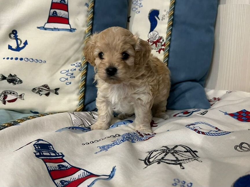 Щенок кавапу мальчик