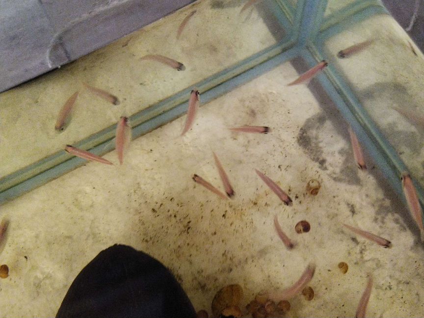 Теренция отдам