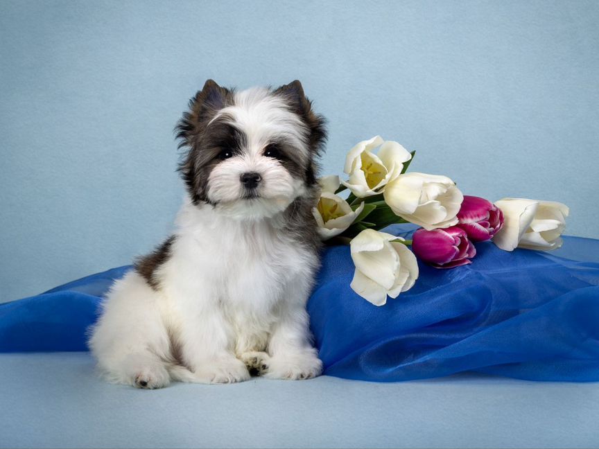 Щенки русской салонной собаки