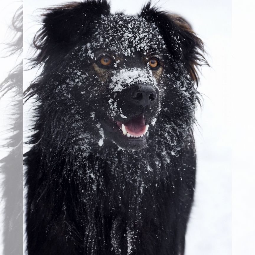 Собака кобель 2 года кастрирован