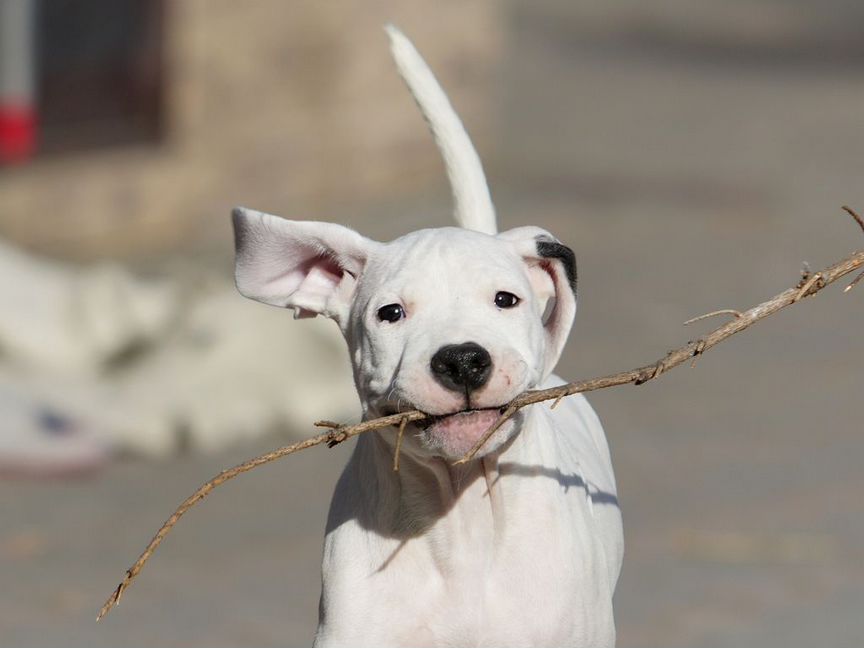 Аргентинский дог Римма П.М. девочка в любимцы