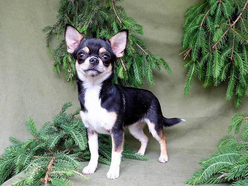 Щенки чихуахуа большой выбор окрасов