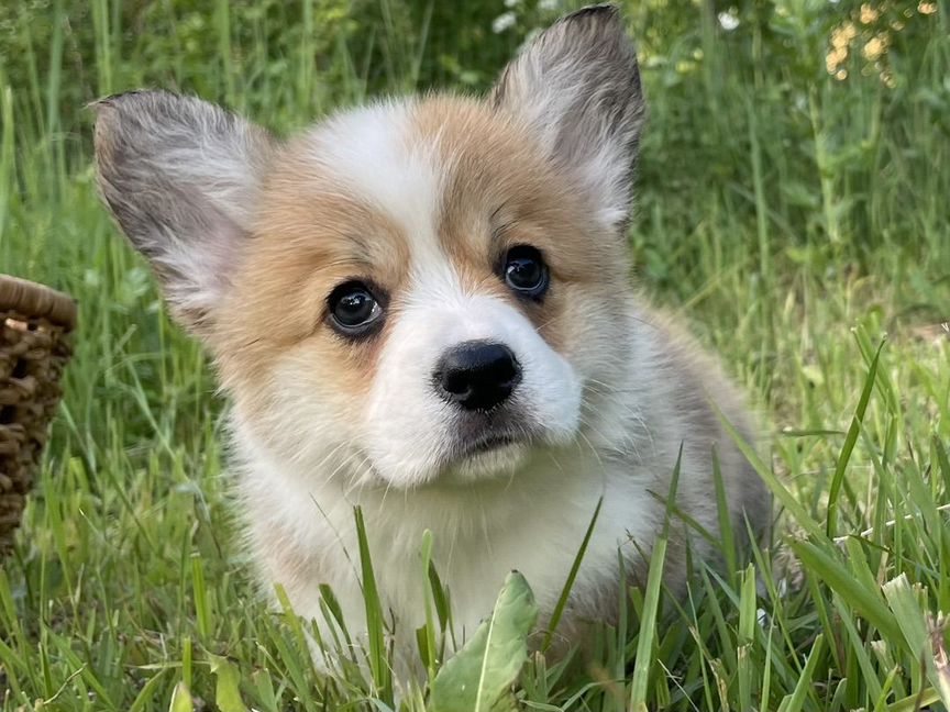 Шикарная сука вельш корги пемброк