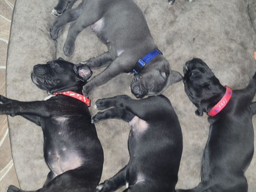 Щенки кане Корсо