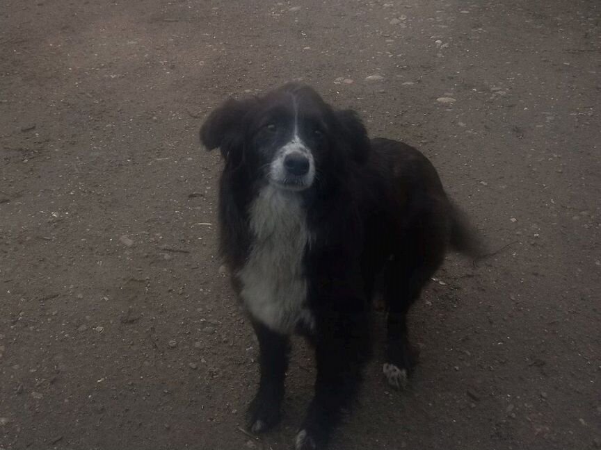 Собачка с надеждой о Доме