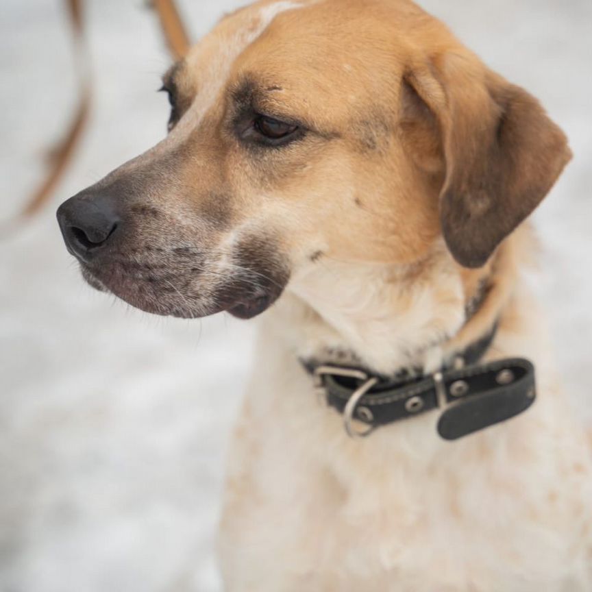 Собака в добрые руки