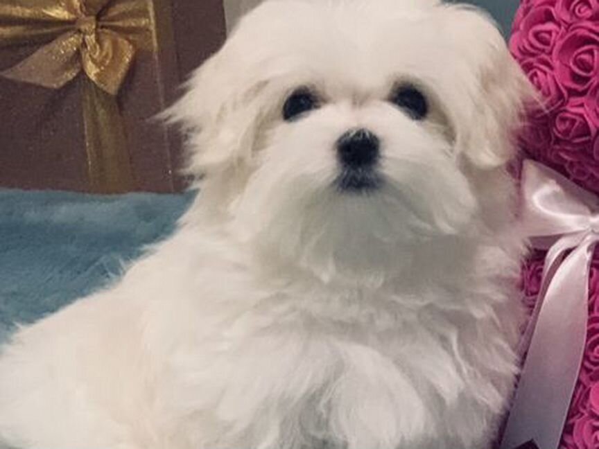 Вязка мальтийской болонки (мальтезе)