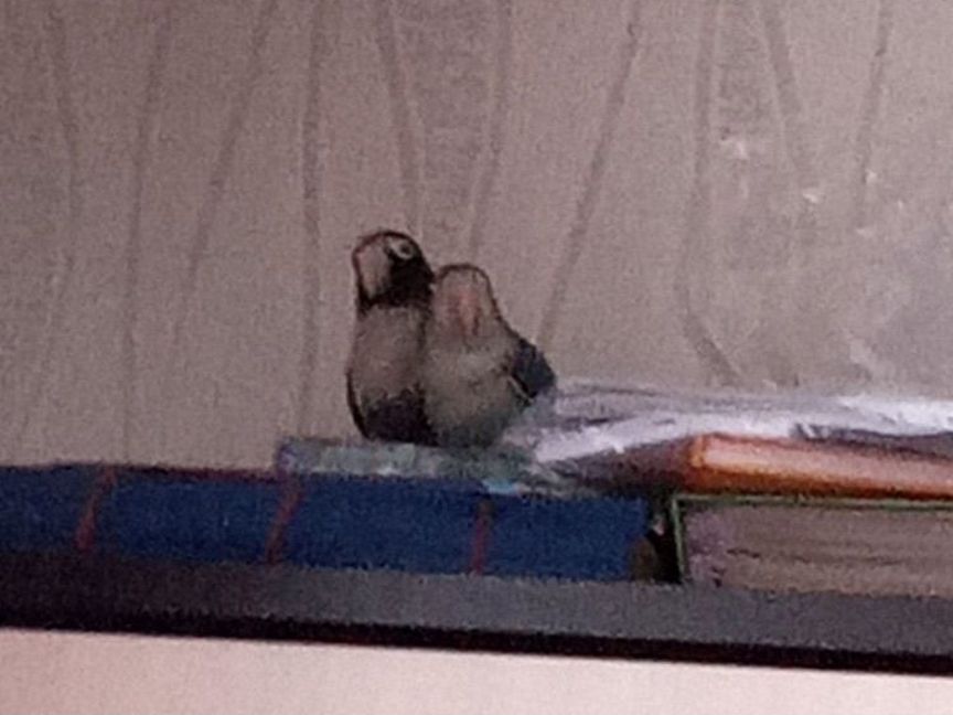 Конарейки не разлучники