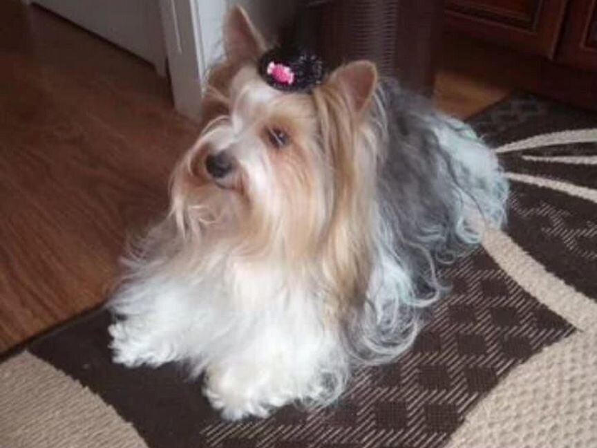 Бивер вязка