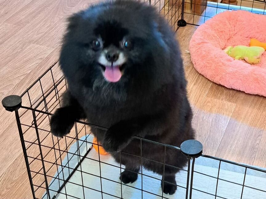 Померанский щпитц