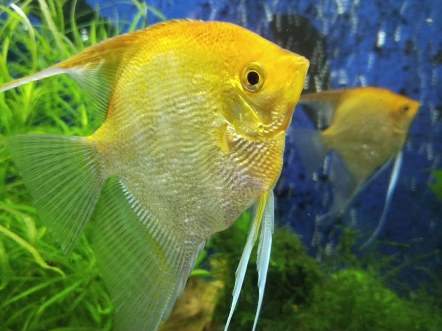 Аквариумные рыбки скалярии