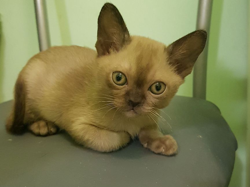 Бурманская кошечка