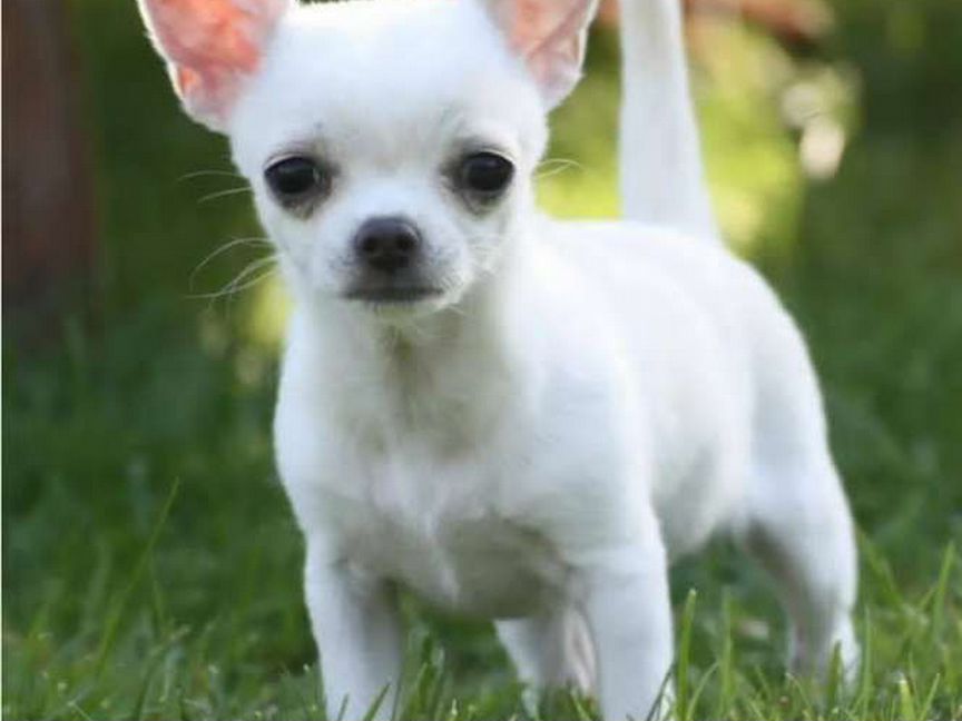 Кобель чихаухуа для вязки