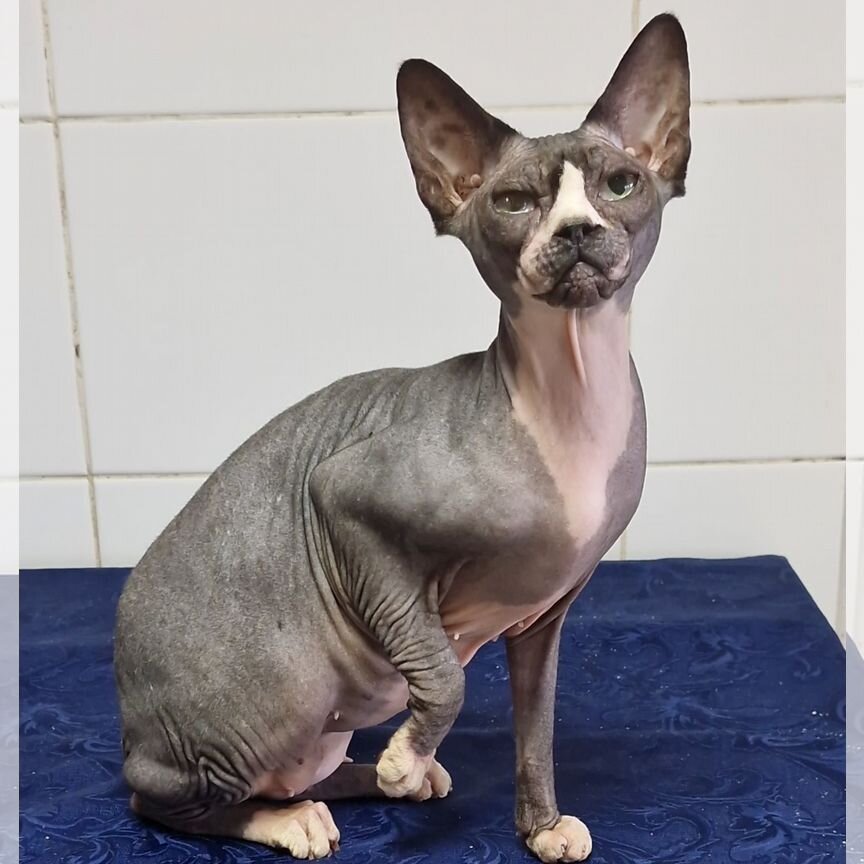 Канадский сфинкс