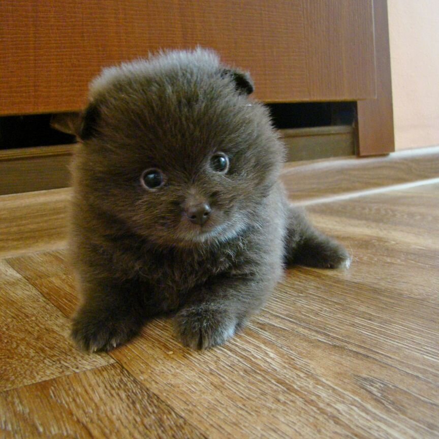 Шпиц Чудо Чудесное